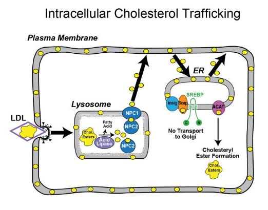 Research | Radhakrishnan Lab | UT Southwestern, Dallas, Texas